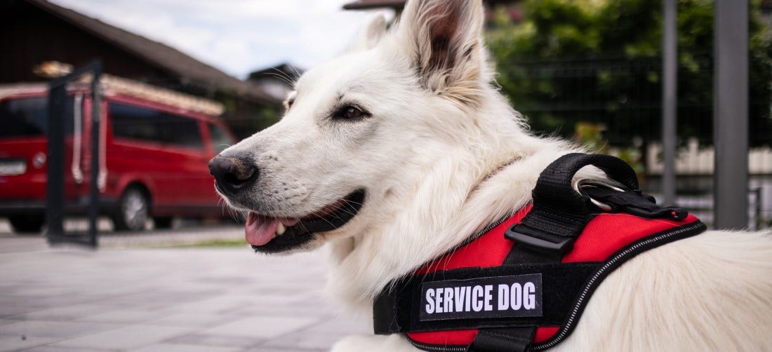 Service dogs: history, types, benefits, training, and where to find ...
