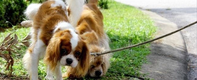 Canine Scent Marking: Who's Peeing Where - and Why?