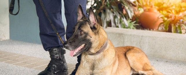 A Day in The Life: Bomb Squad Dogs