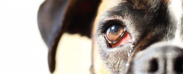 Understanding Dogs: How Do They Smell, See, Hear, Feel & Taste?