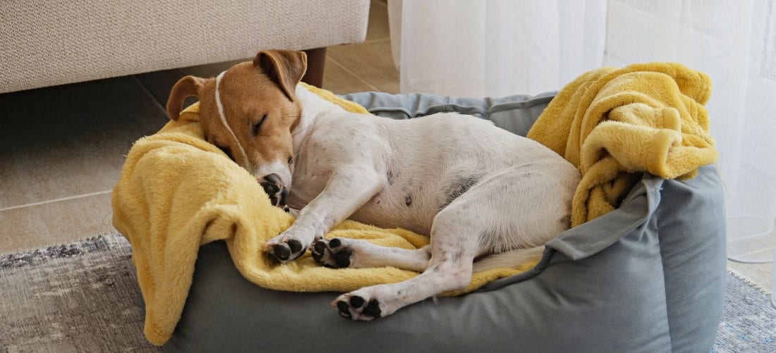 Rescue Dog Nighttime Routine: How to Help Your New Dog Feel Safe and ...