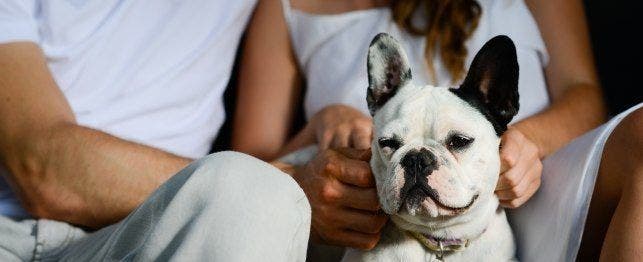 7 Tips for Getting Your Dog to Like Your Boyfriend