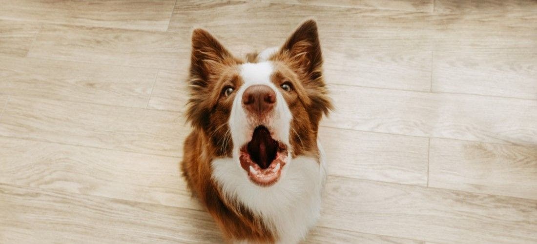 Excessive Barking in Dogs - PetPlace