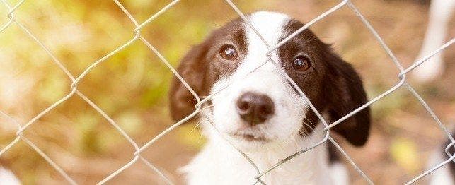 Things You May Not Know About Dog Death