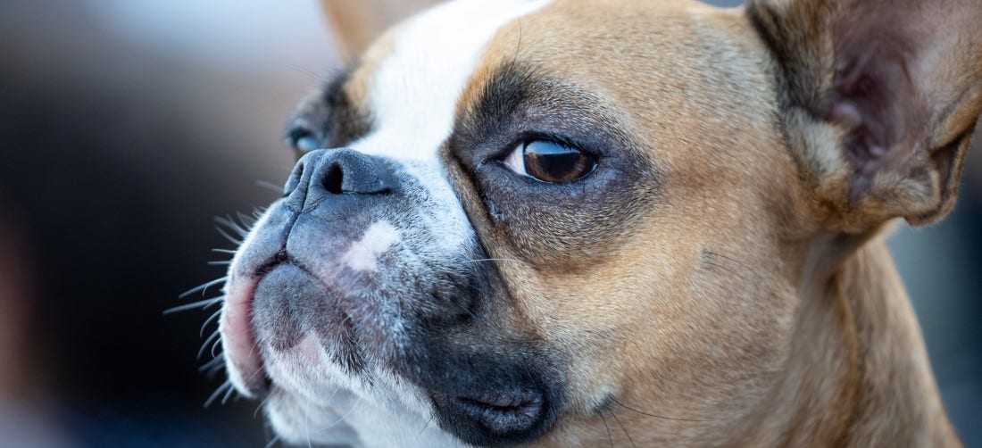 Dog side eye meanings | PetPlace.com