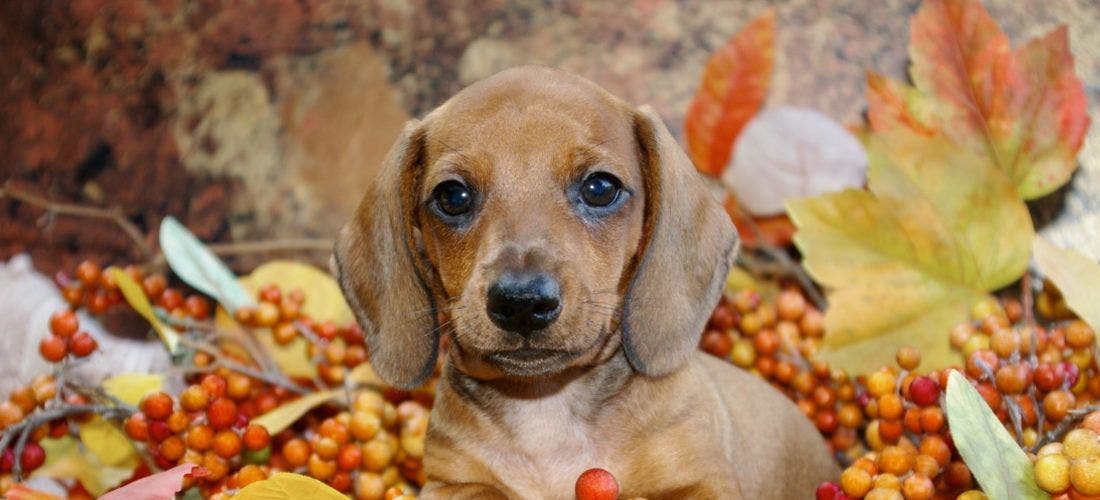 Tips for Bringing Your Dog to Thanksgiving - PetPlace