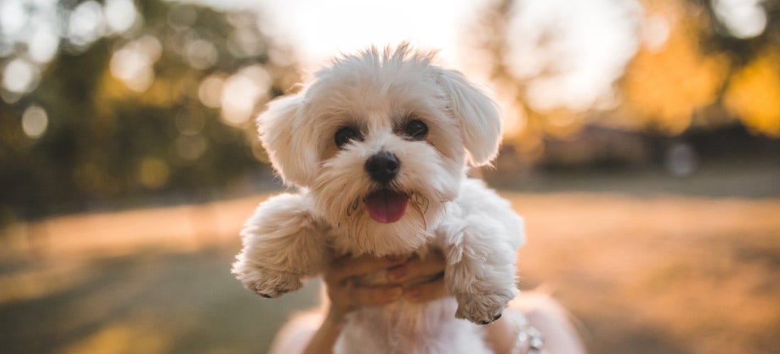 Shih Tzu vs Maltese: Which Small Dog Breed Is Best for You? | PetPlace.com