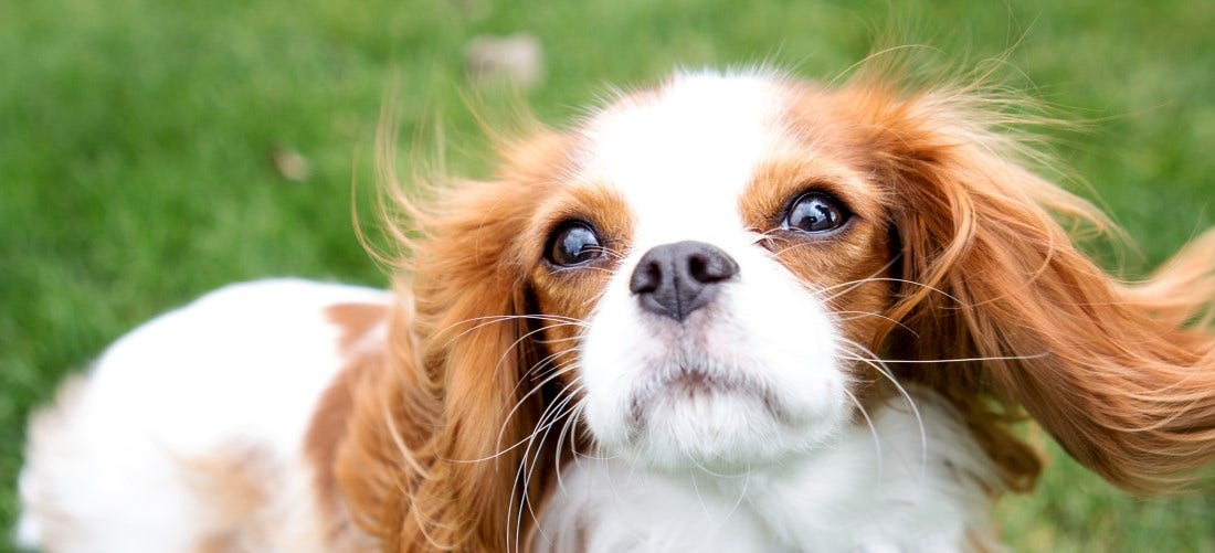 Cavalier King Charles Spaniel vs. Cocker Spaniel: Which Breed Is Right ...