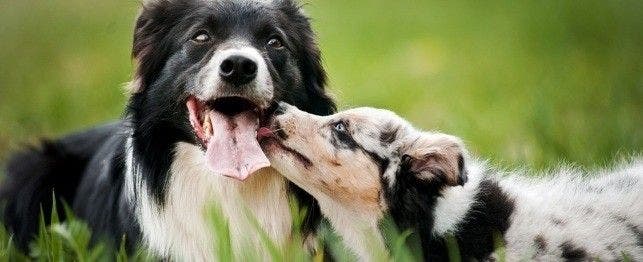 Tips for Introducing A New Dog into the Home