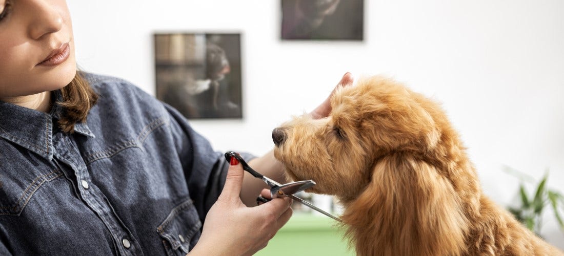 Dog Grooming Costs: Average Prices, Services & Money-Saving Tips ...