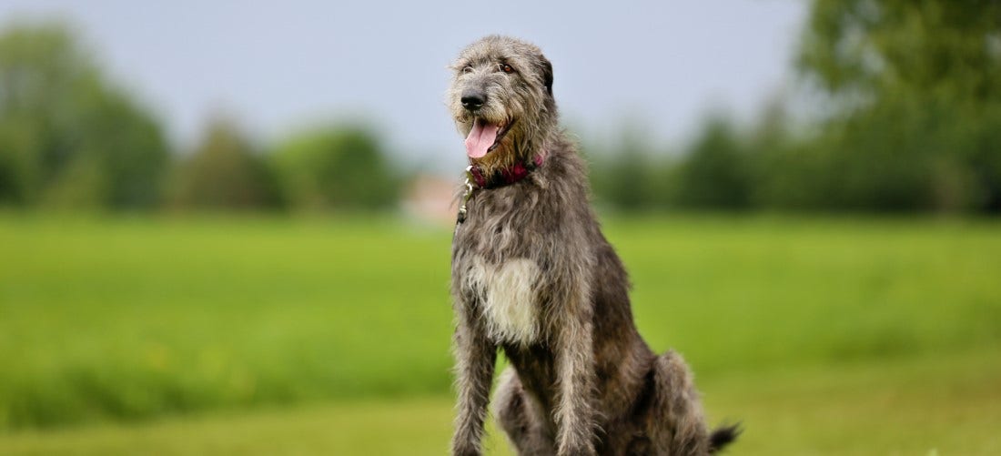 25 Large & Giant Dog Breeds Compared: Traits, Needs, and What to Expect ...