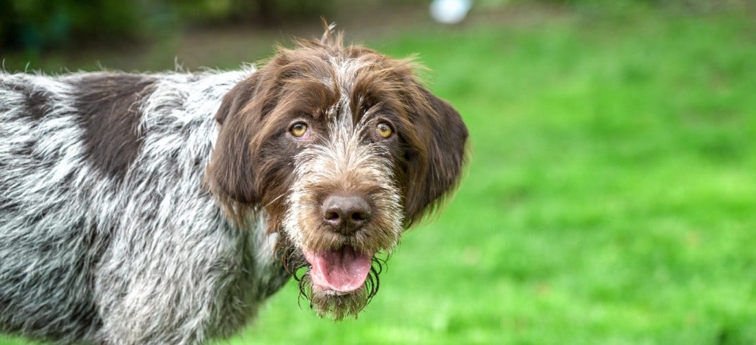 Wirehaired Pointing Griffon Breed Guide: Temperament, Care, Training ...