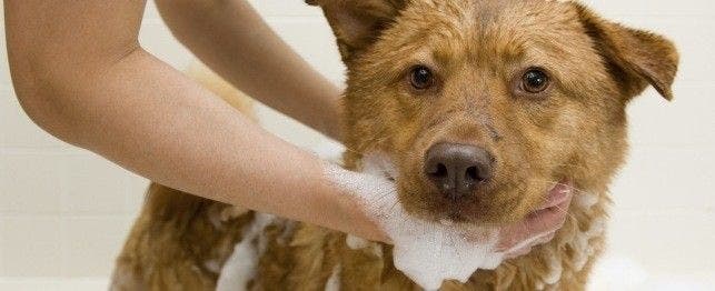 6 Steps to Spring Clean Your Dog