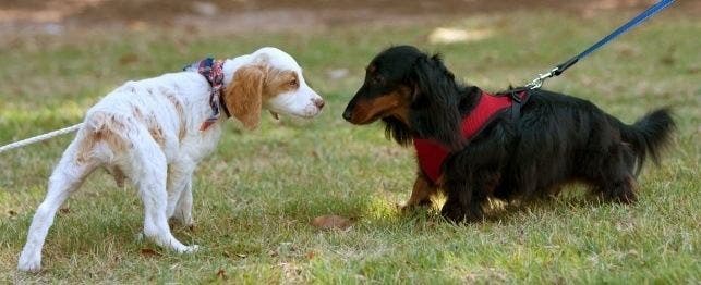 Introducing A New Puppy to Other Pets