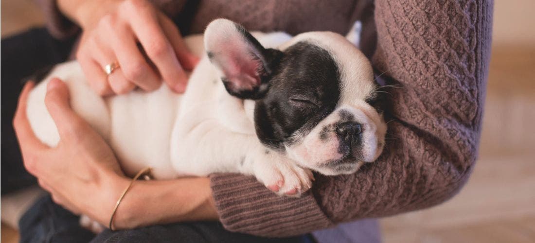 How to Hold a Puppy: Dos & Don'ts - PetPlace