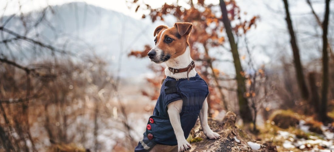 Dog Jacket Guide: How to Choose the Best Fall Coat for Your Pup ...