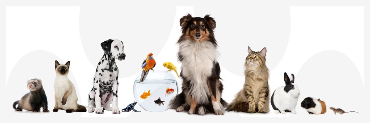 American Kennel Club (AKC) Dog Breeds Alphabetical