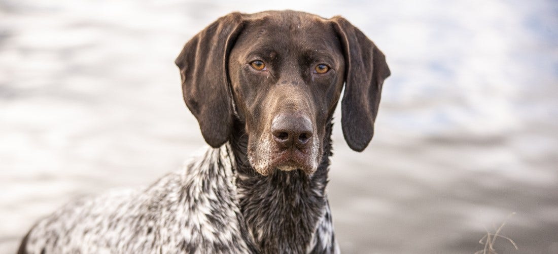 German Shorthaired Pointer Guide: Temperament, Care, Training & Health ...