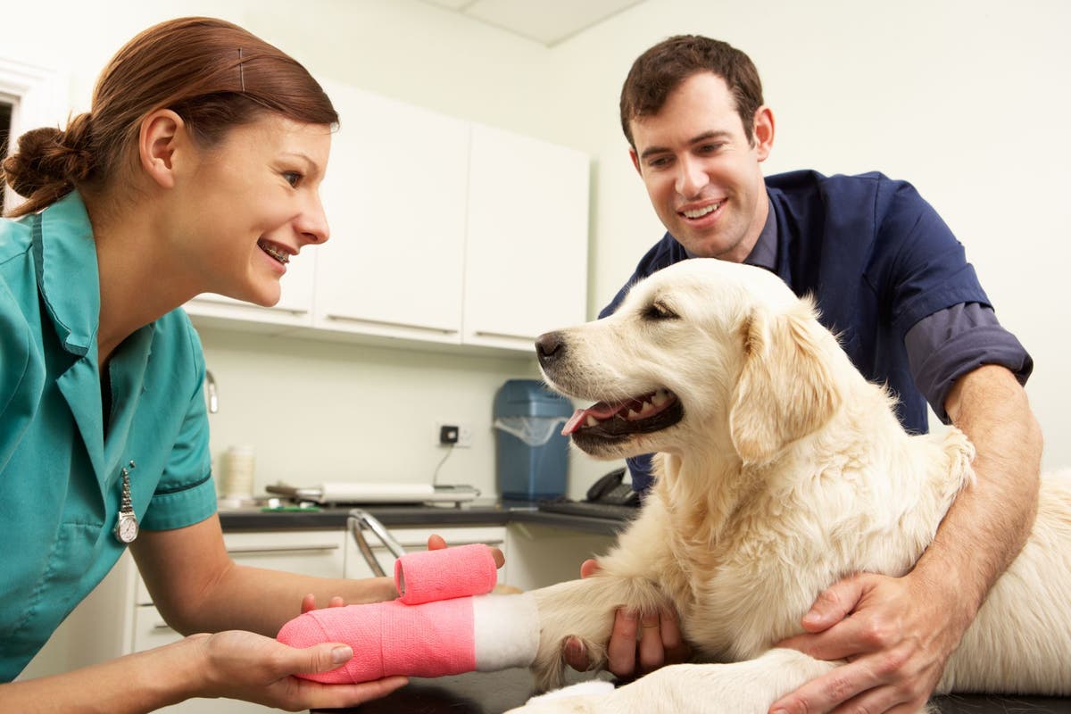 What it Means When You See Dogs’ Teeth Chattering