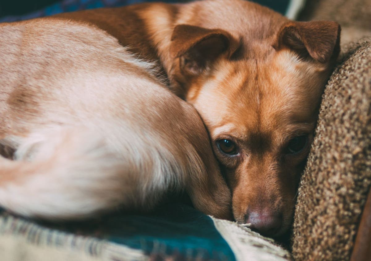 What are Dog Depression Symptoms?