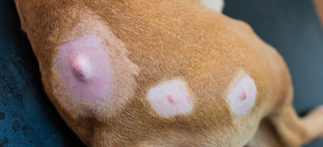 Hard Lump On Dogs Foot On Sale Emergencydentistry hard-lump-on-dogs-foot-on-sale-emergencydentistry