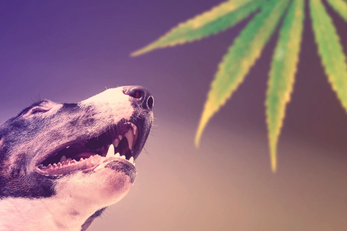 Dog Smoking Weed