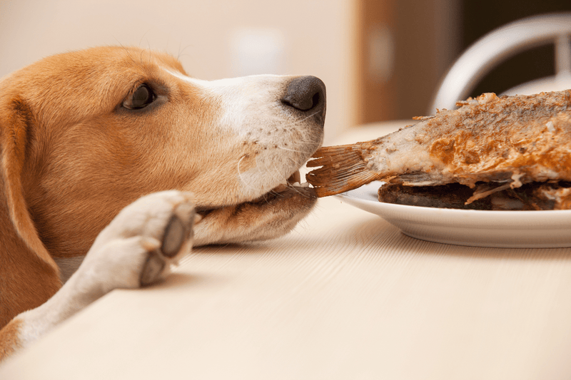Petplace