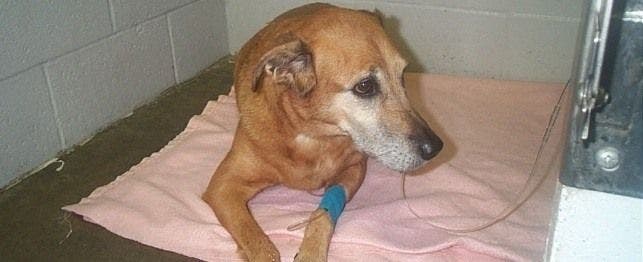 Intravenous Injection In Dogs