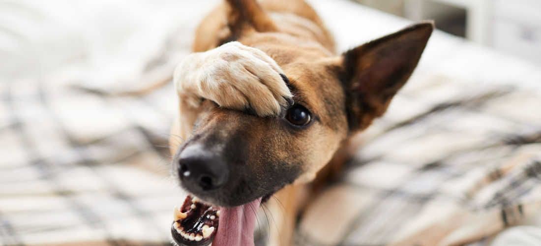 Does My Dog Have Gas or Is It Something More Serious? - PetPlace