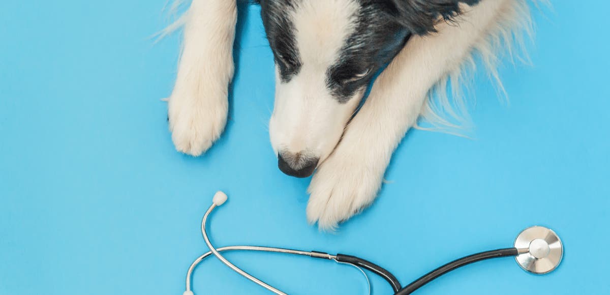 Hemangiosarcoma In Dogs Diagnosis | Cutaneous Hemangiosarcoma | Lab