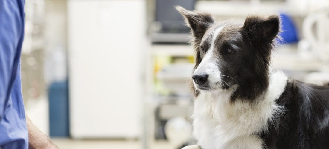 Cushing’s Disease in Dogs (Canine Hyperadrenocorticism): Symptoms ...