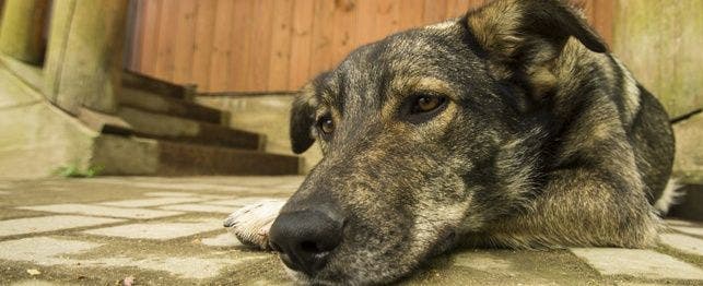 Poison and Your Dog - What You Need to Know