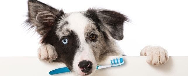 Guide to Dog Dental Health | PetPlace.com