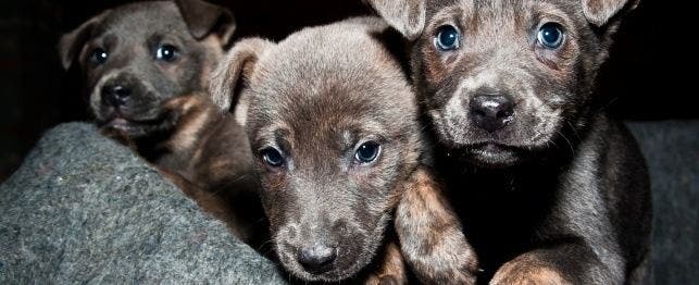 Orphaned Dogs - Their Mental and Social Needs