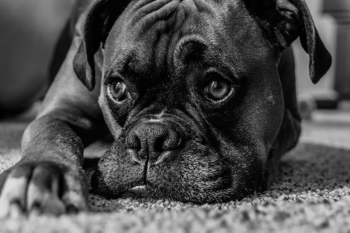 Causes and Treatment of Facial Swelling in Dogs | PetPlace.com