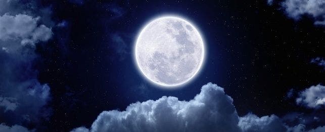 Full Moons and Dogs: Weird Things That Vets See During a Full Moon