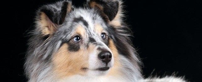 Collie Eye Anomaly (Optic Nerve Colobomas) in Dogs