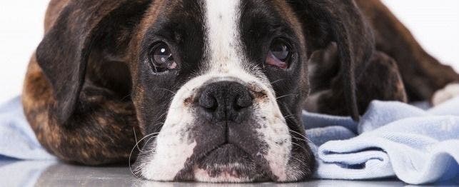 How to Identify the Most Common Dog Conditions