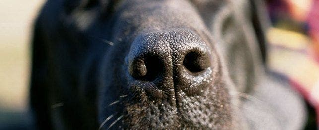 Dog Breathing Heavily Through Nose