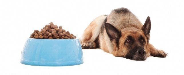 Important Tips to Protect Your Dog from Dog Food Illnesses