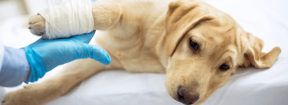 Ruptured Cranial Cruciate Ligament (ACL) in Dogs