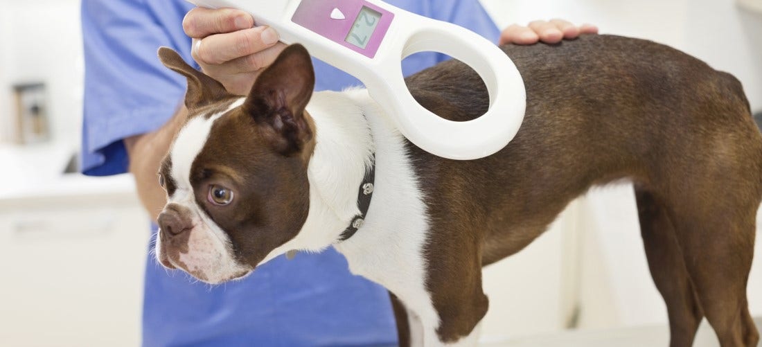 Why You Should Microchip Your Dog | PetPlace.com