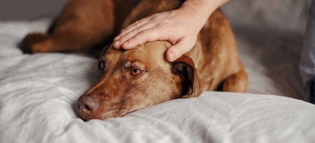 9 Home Remedies for Dogs in Pain - PetPlace