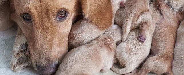 Canine Maternal Hydrops: A Potentially Deadly Condition We Know Too ...