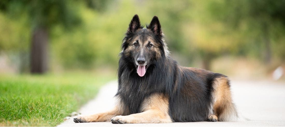 Pigmentary Skin Changes in Dogs - PetPlace