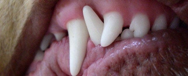 Healthy Teeth Make a Healthy Pet