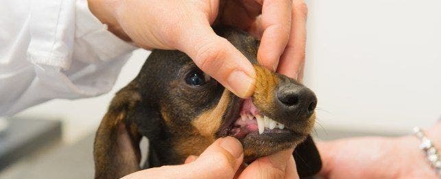Dental Prophylaxis (Cleaning) for Dogs
