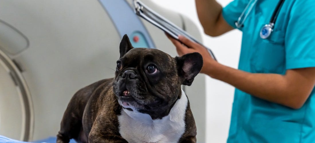 Dog MRI Cost & Guide: What Pet Owners Should Know | PetPlace.com