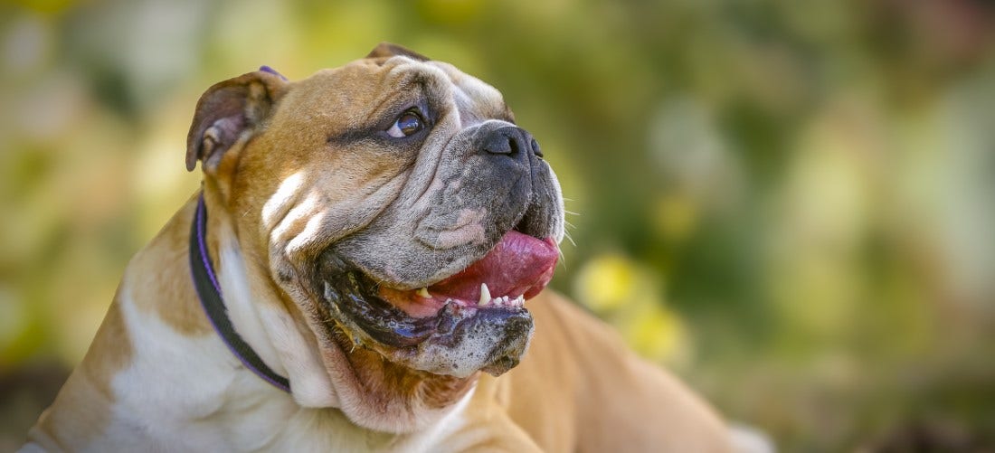 Best Pet Insurance for English Bulldogs: Costs, Coverage & What to Look ...