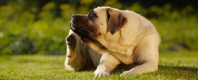 Why is My Dog Scratching Again? - Chronic Itching and Biting